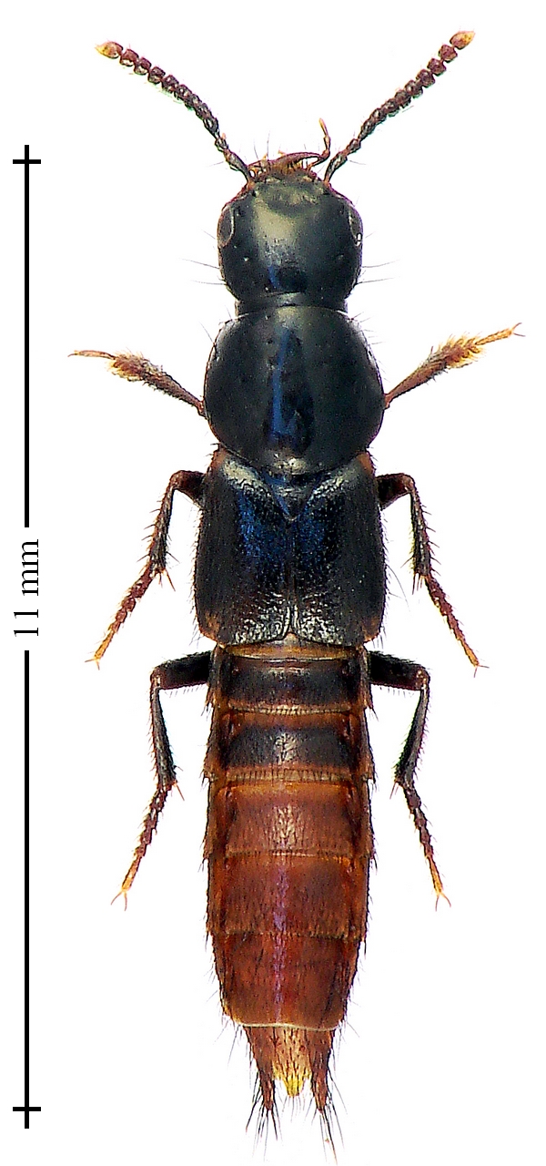 Staphylinidae